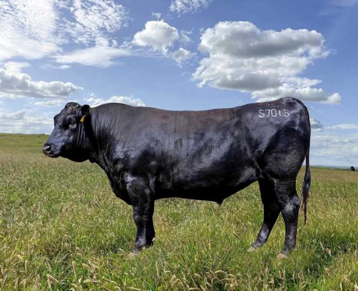 Lot 159 - Semen Straws X5 Carnana Station Goldfinger | AuctionsPlus