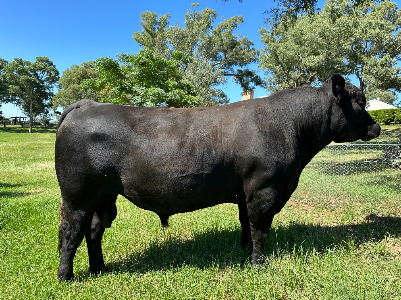 Lot 1 - MT HUNTER SYLVESTER STALLONE S16 | AuctionsPlus