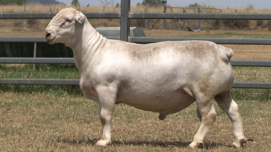 Lot 33 - AMARULA 232471 | AuctionsPlus