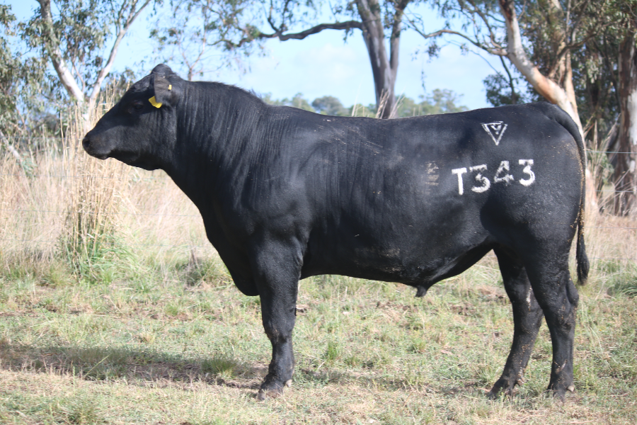 Lot 117 - LAWSONS MOMENTOUS T343 | AuctionsPlus