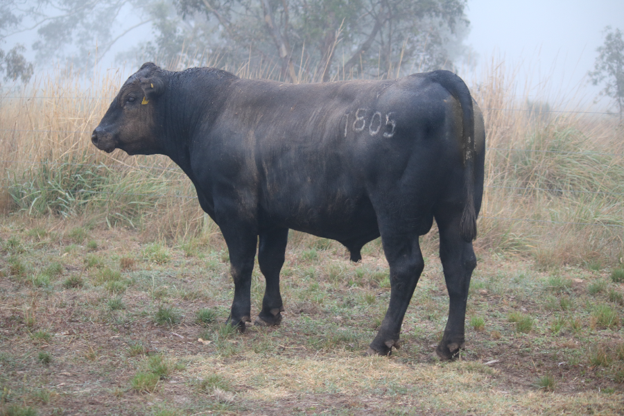 Lot 16 - LAWSONS VERACIOUS T805 | AuctionsPlus