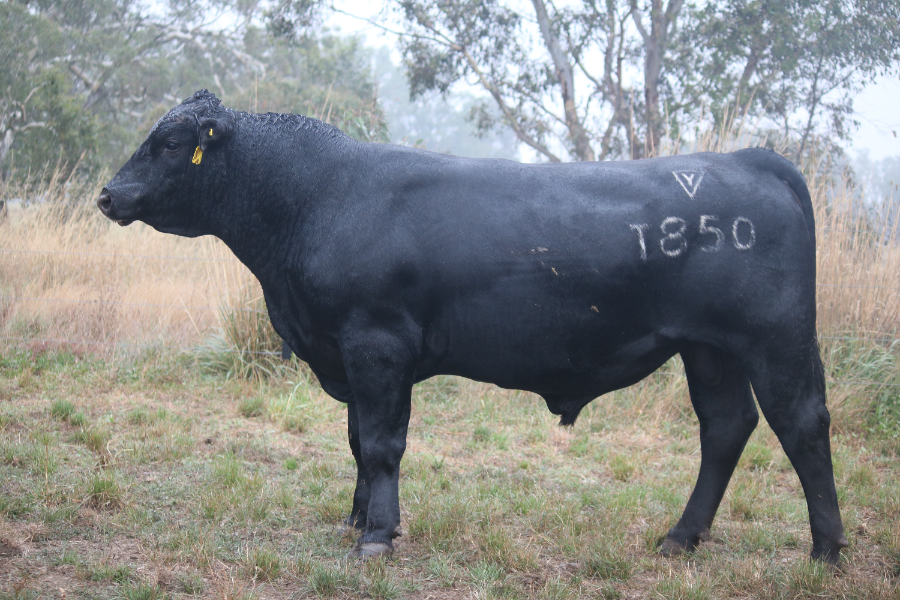 Lot 19 - LAWSONS QUINELLA T850 | AuctionsPlus