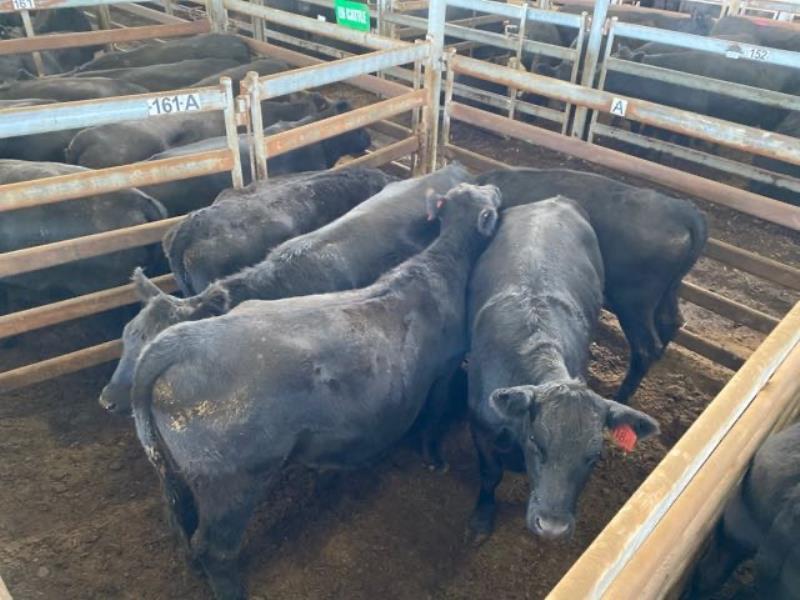 Pen 161A-N - 5 Angus X Angus Grown Heifers 413kg (Total weight: 2065kg ...