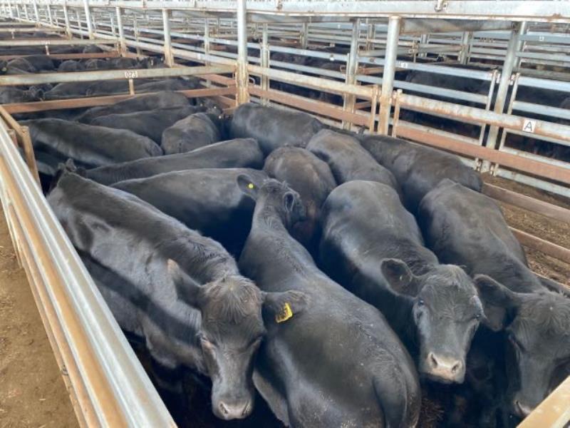 Pen 72-73-N - 31 Angus X Angus Grown Steers 498.20kg (Total weight ...