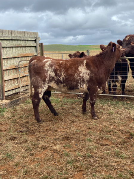 Lot 38 - MT ROAN TAYLOR T13 | AuctionsPlus
