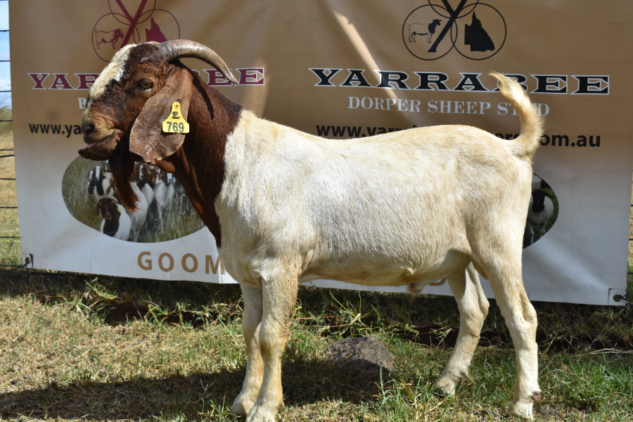 Lot 18 - Yarrabee 2769 Fullblood Commercial Standard Buck | AuctionsPlus