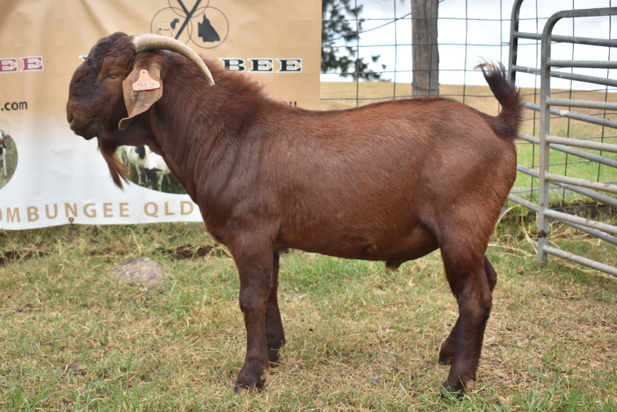 Lot 22 - Yarrabee 212 Composite (96% + Boer) Red Buck | AuctionsPlus