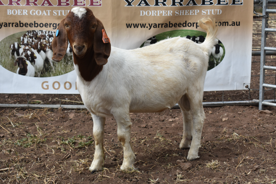 Lot 41 - Yarrabee 302 Polled Composite (96% + Boer) Standard Buck ...