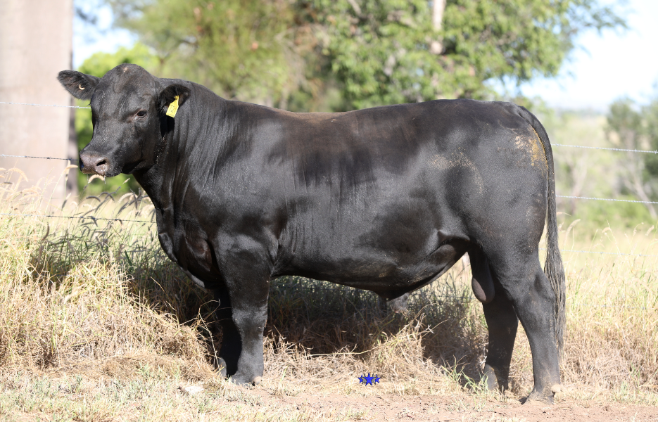 Lot 21 - WALLANGRA TOM CAT T21 | AuctionsPlus