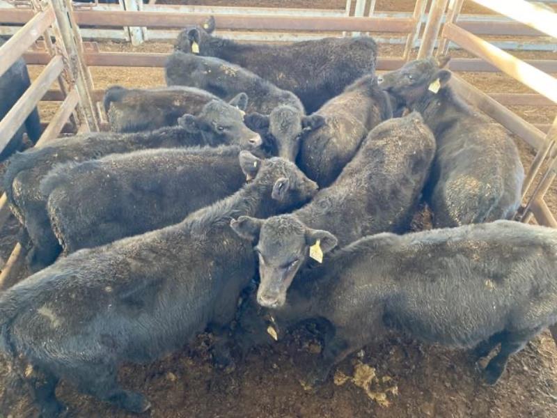 Pen 91/N - 10 Angus Weaner Steers 197.0kg (Total 1970kg) | AuctionsPlus