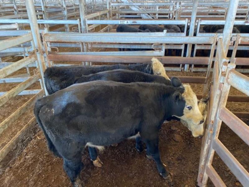 Pen 92/N - 3 Angus X Hereford Weaner Steers 323.3kg (Total 970kg ...