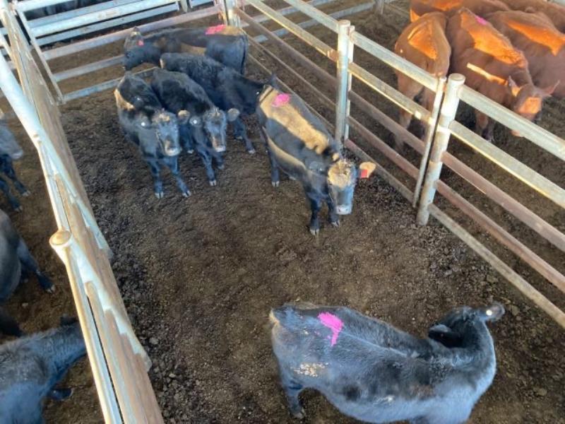 Pen 312/L - 3 Angus X Angus Weaner Heifers 280.0kg (Total 840kg ...