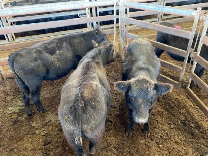Pen 96/N - 3 Angus Weaner Steers 311.7kg (Total 935kg) | AuctionsPlus