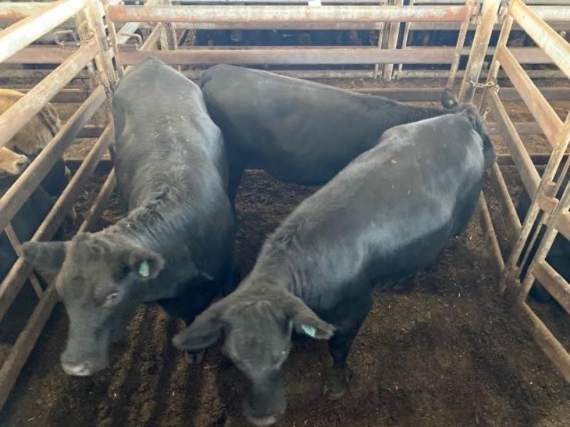 Pen 166/N - 3 Angus Weaner Heifers 478.3kg (Total 1435kg) | AuctionsPlus