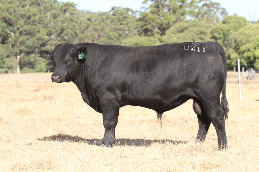 Lot 31 - GANDY ICEMAN U211 | AuctionsPlus