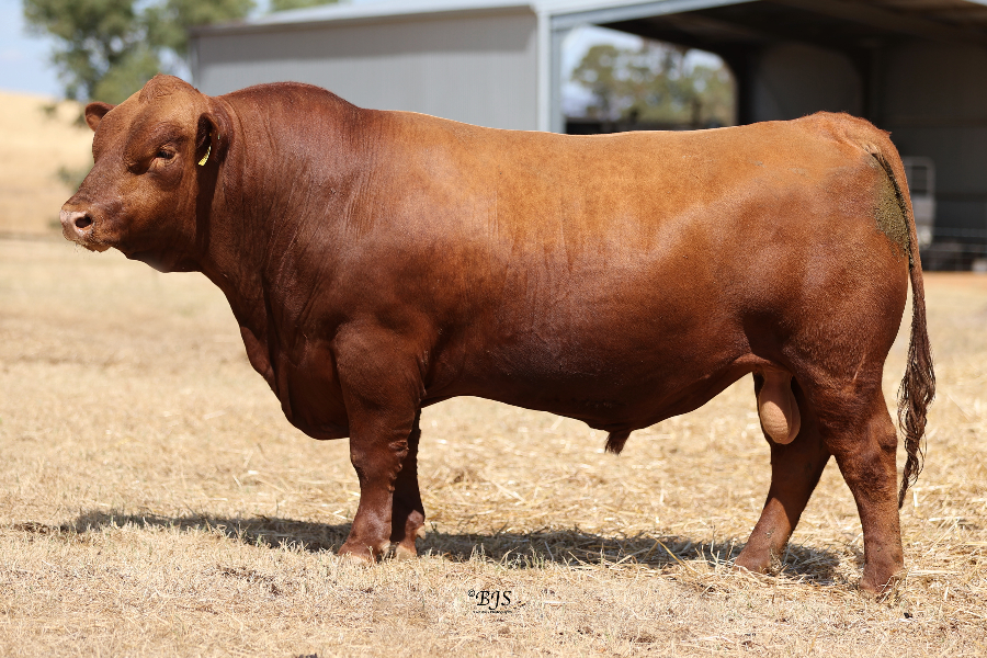 Lot 26 - SCHIPPS RED TALISMAN T74 (AI) (AMF) (MAF) (NHF) (OSF) DC T74 ...