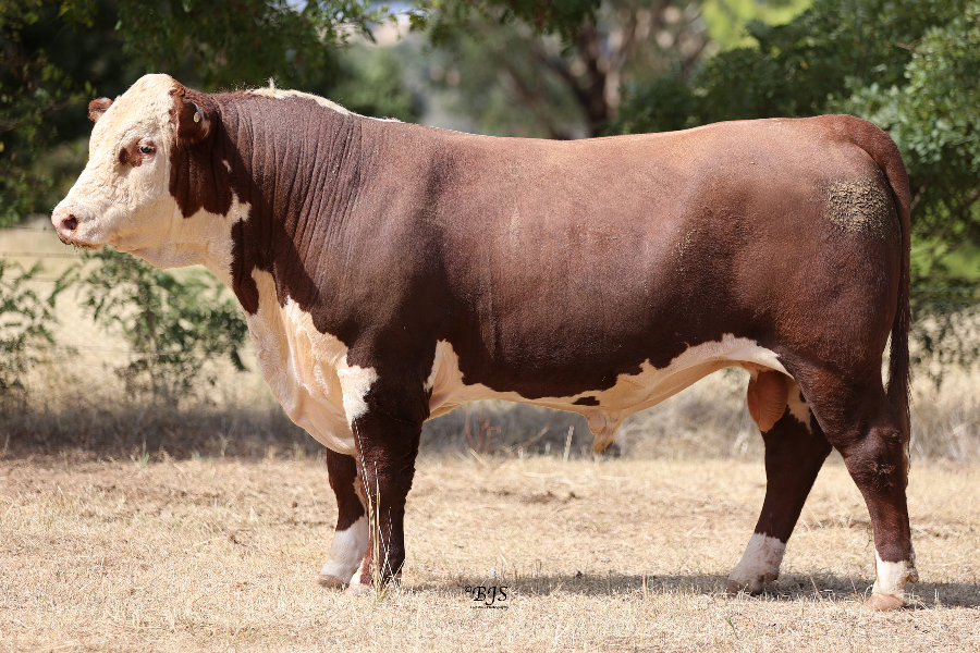 Lot 3 - DOODLE COOMA TRIUMPH 005 (P) | AuctionsPlus