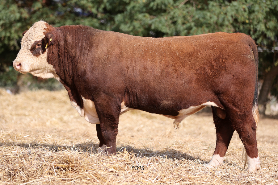 Lot 5 - DOODLE COOMA TORWOOD (AI) (PP) | AuctionsPlus