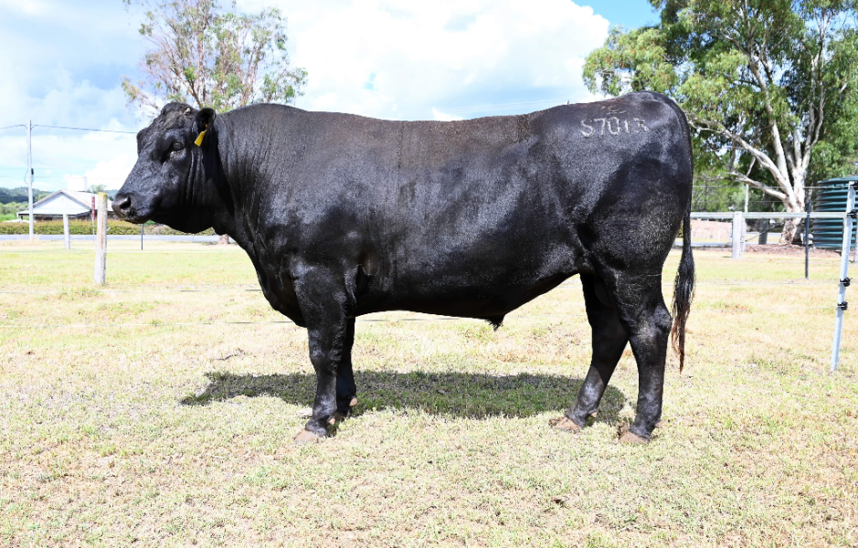 Lot 30 - BULFS7013 CARNANA STATION GOLDFINGER S7013 (ET) | AuctionsPlus