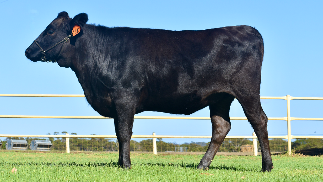 Lot 59 - IGWF22T0347 IRONGATE MICHIKO T347 | AuctionsPlus