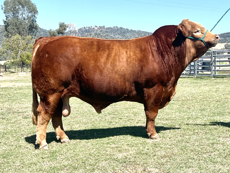 Lot 3 - KYANNE SIR JACK (P A U) | AuctionsPlus