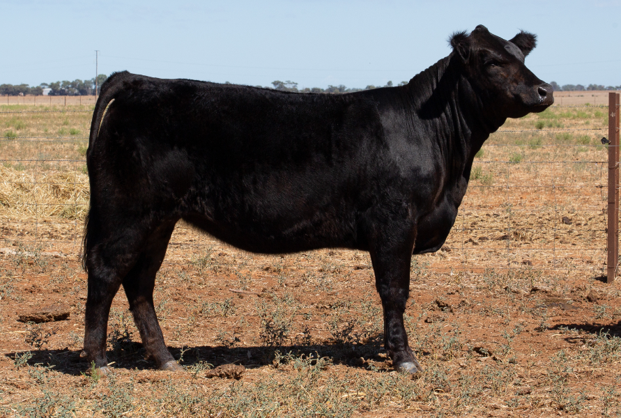 Lot 27 - PELICAN RISE T LANE T48 (PP B AA) | AuctionsPlus