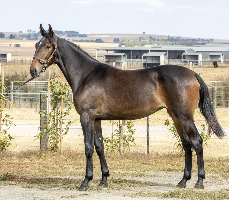 Lot 294 - 2022 FILLY OUT OF ONESTAR LB | AuctionsPlus