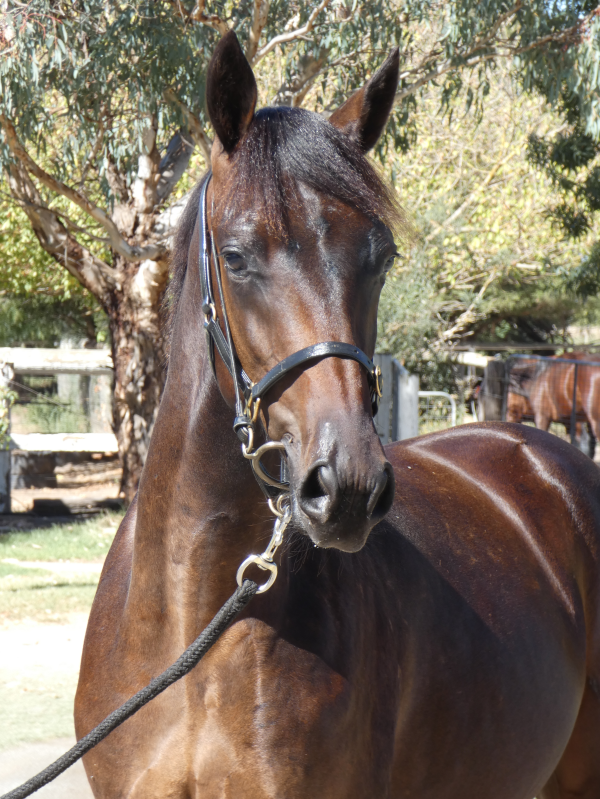 Lot 172 - 2022 COLT OUT OF ALTA CALYPSO NZ | AuctionsPlus