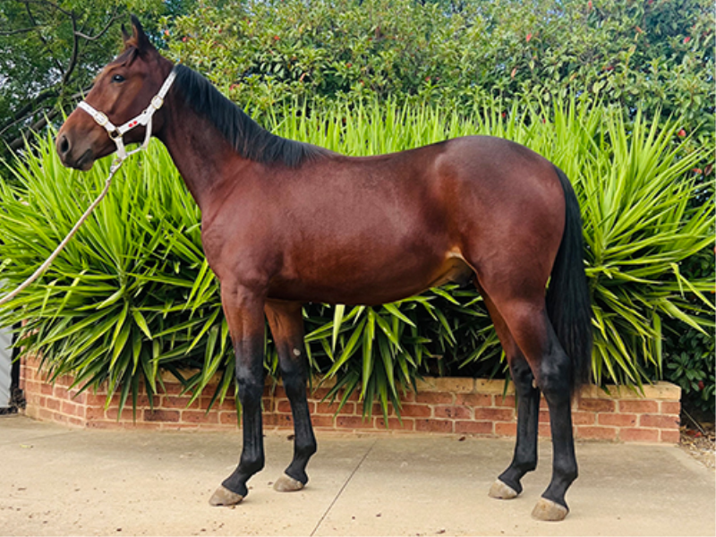 Lot 332 - 2022 COLT OUT OF SIMONE DE BEAUVOIR | AuctionsPlus