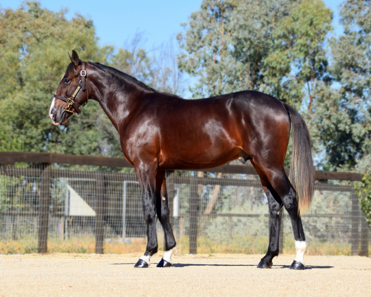 Lot 182 - 2022 COLT OUT OF ARDEN UBEAUT NZ | AuctionsPlus