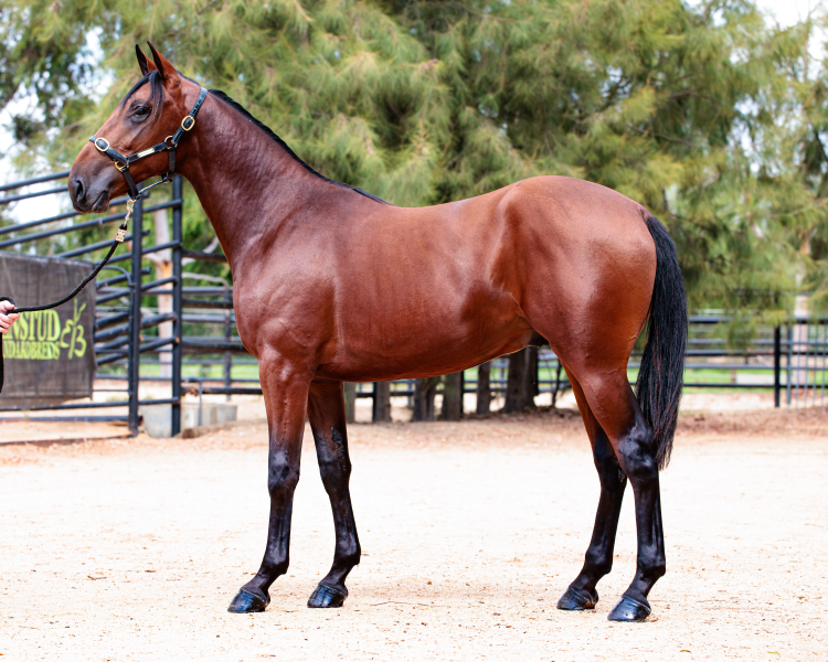 Lot 213 - 2022 COLT OUT OF DAZED AND CONFUSED | AuctionsPlus