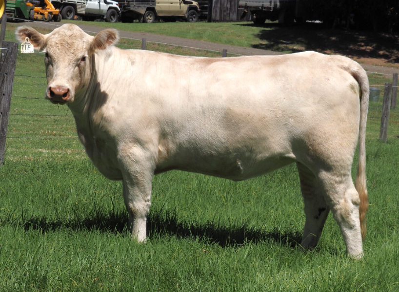 Lot 70 - GL LIVESTOCK TREASURE MAKER (AI) (P) | AuctionsPlus