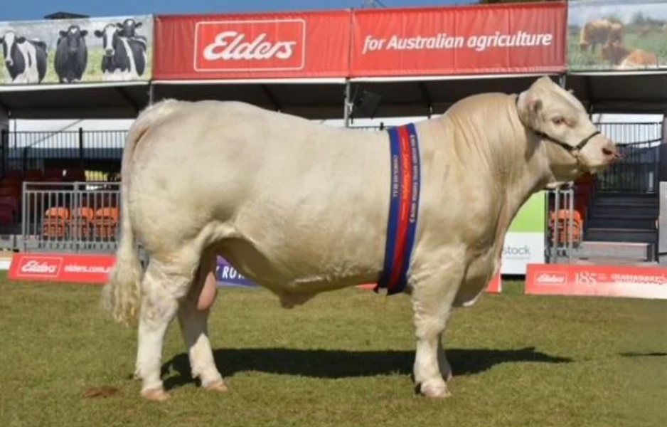 Lot 15 - Myona Stoplight S18 | AuctionsPlus