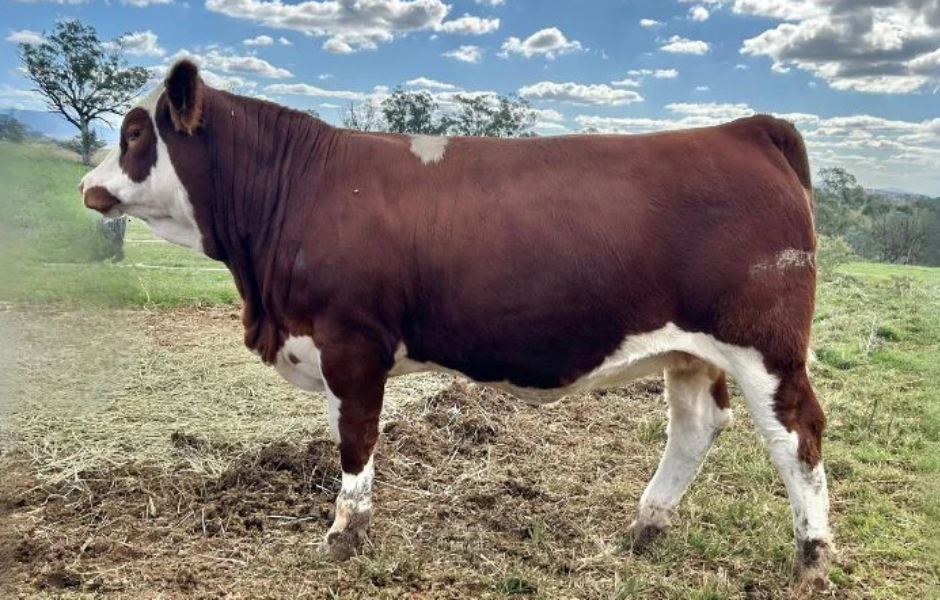 Lot 35 - GOLDSTAR URALLA U001 | AuctionsPlus