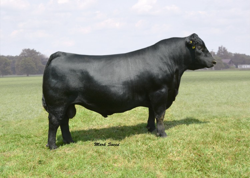 Lot 45 - 25X ANGUS SEMEN STRAWS VARILEK KILL SHOT 3157 67 | AuctionsPlus
