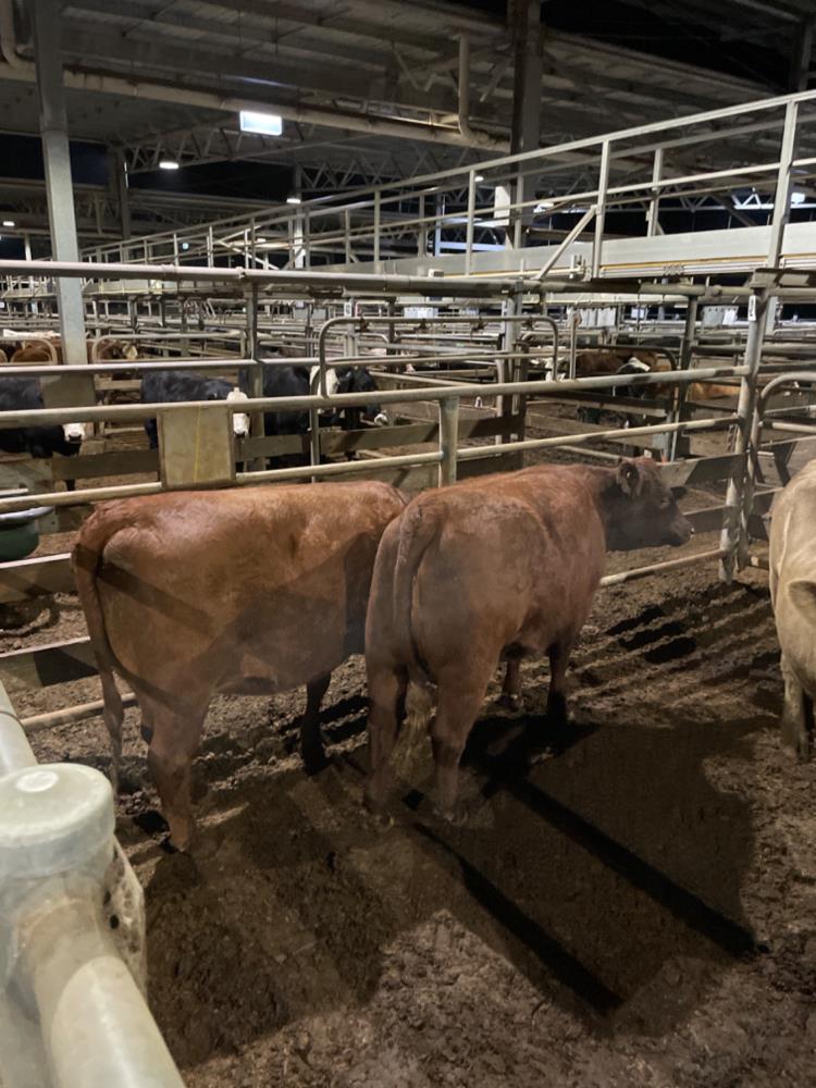 Pen 41NM - 2 RED ANGUS HEIFER, 537.50kg avg (Total weight 1075.00 kg ...