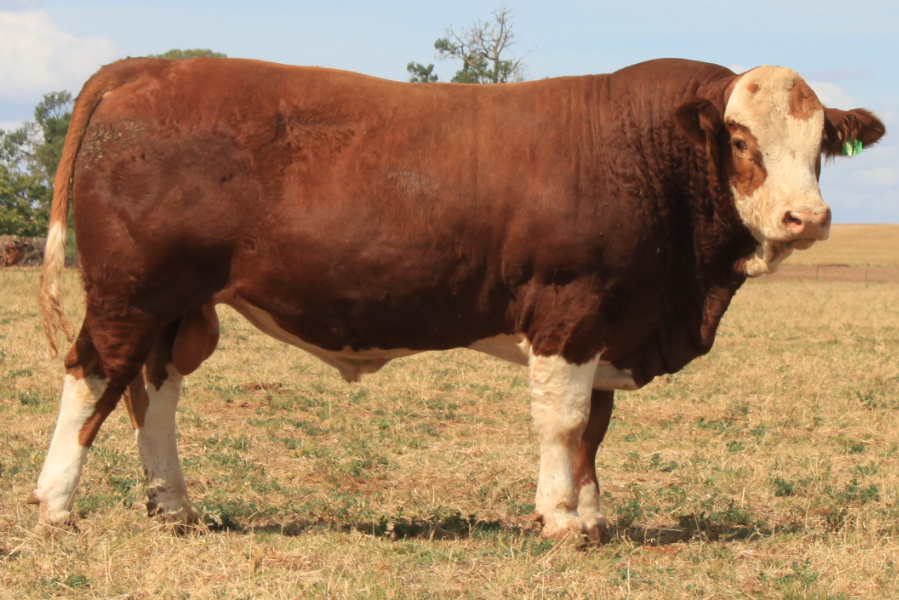 Lot 56 - Tennysonvale Ted T22 (PP) | AuctionsPlus