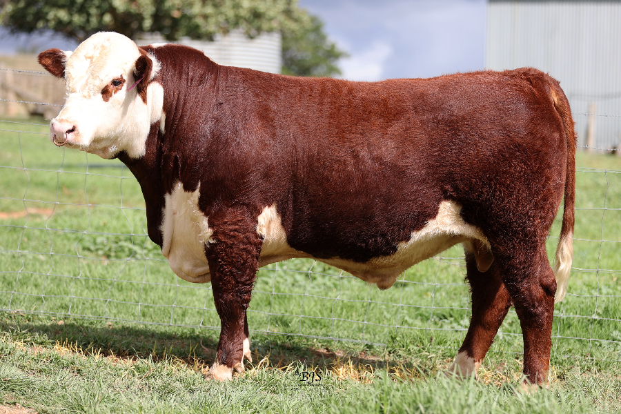 Lot 54 - ARMADA TUQIRI T90 (S) | AuctionsPlus