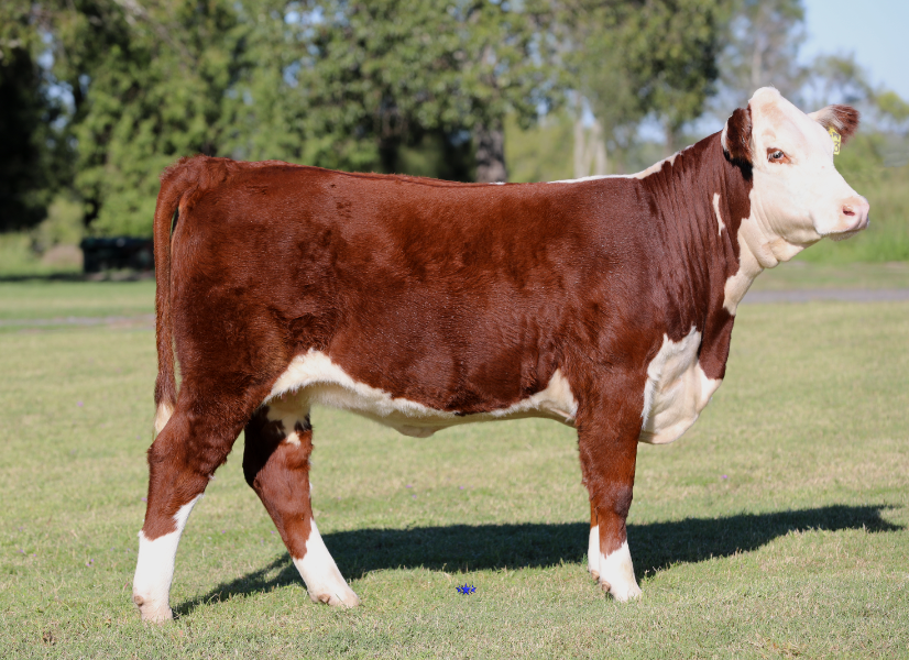 Lot 66 - CALLAWAY M222 ELLEN U003 (P) | AuctionsPlus