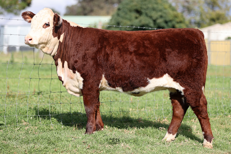 Lot 70 - GRATHLYN JEWESS U037 (AI) (P) | AuctionsPlus