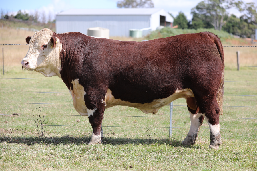 Lot 11 - SUPPLE TNT (PP) | AuctionsPlus