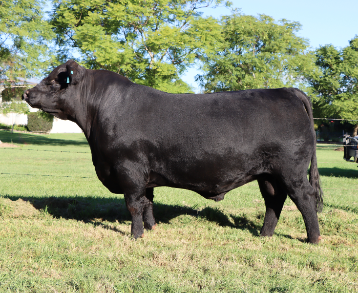 THE AUCTIONSPLUS PREMIUM BEEF CATTLE AND GENETICS SALE - Auction 569 ...