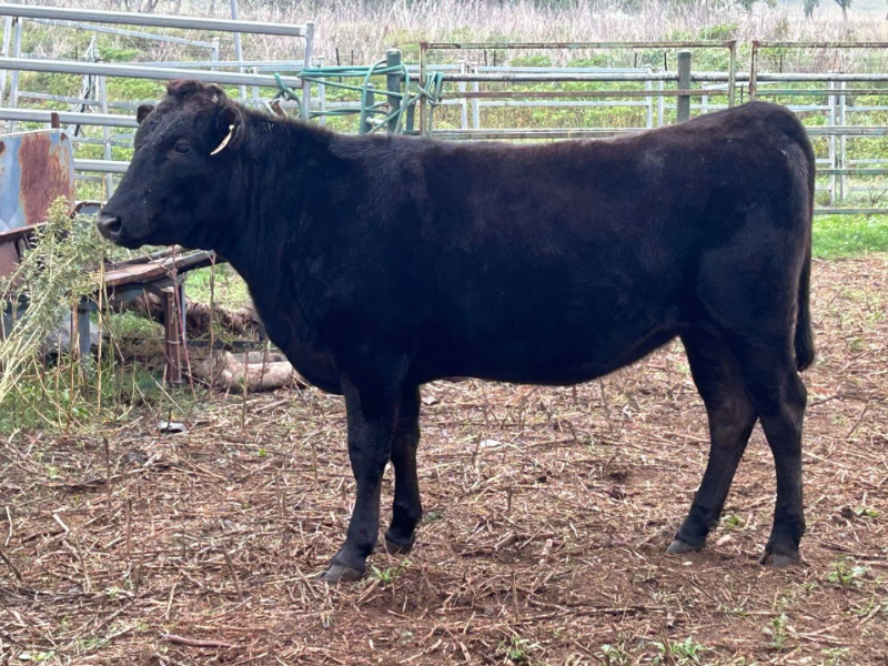 Lot 20 - KURO KIN T0263 | AuctionsPlus