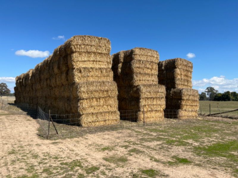 Lot 109 - B-Double load 8x4x3 Annual Ryegrass Hay | AuctionsPlus
