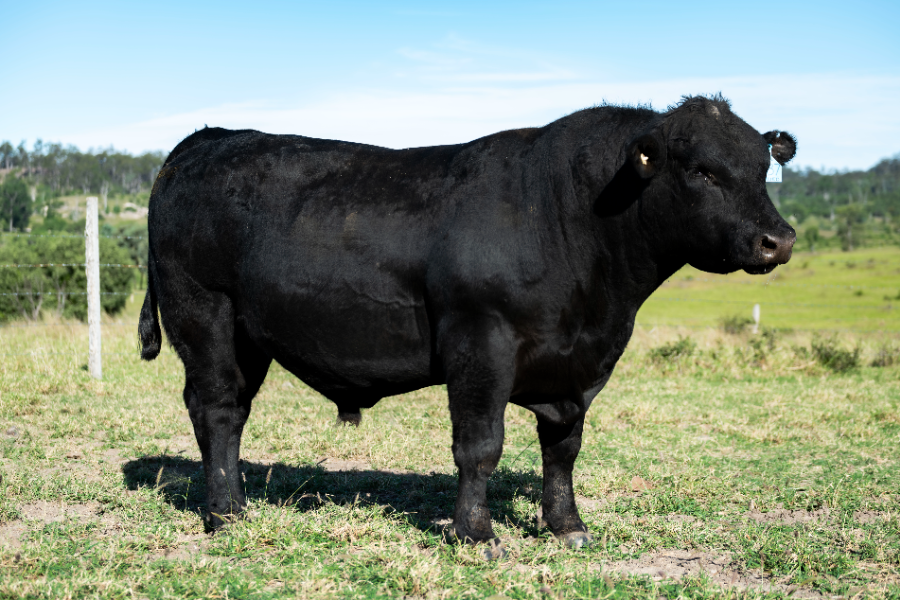 Lot 2 - RCR Tate T37 | AuctionsPlus