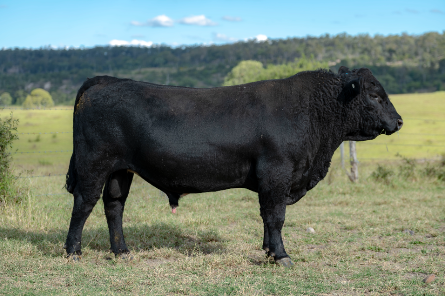 Lot 3 - RCR Thor T14 | AuctionsPlus