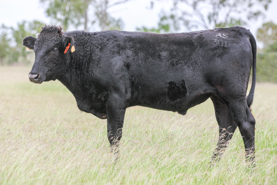 Lot 26 - 5x HP WAGYU SHINKEN U0301 (ET) | AuctionsPlus