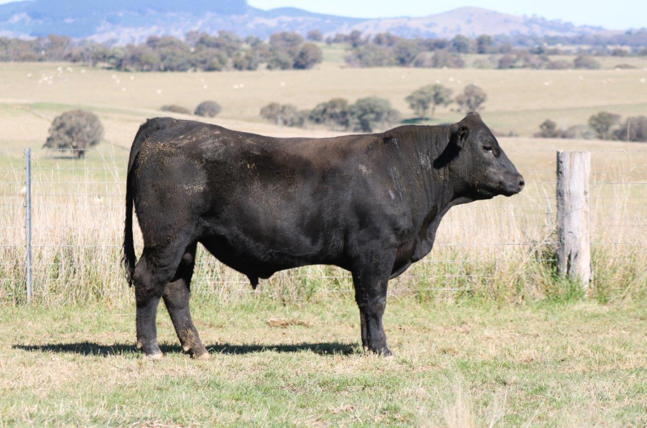 Lot 70 - ROSEDALE TRUMAN (P) | AuctionsPlus