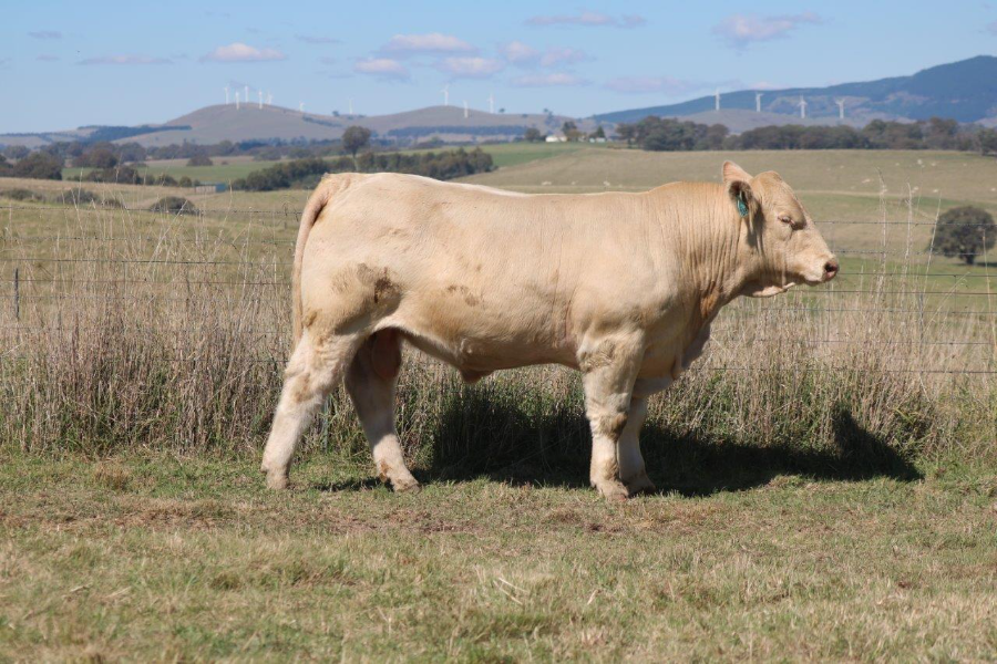Lot 30 - ROSEDALE TECHNICO (P) | AuctionsPlus