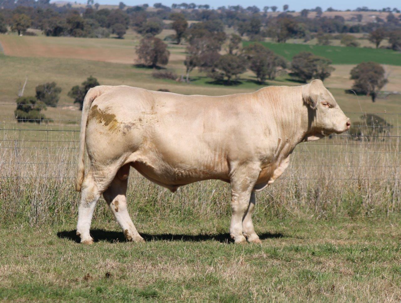 Lot 53 - ROSEDALE TORCH (P) | AuctionsPlus